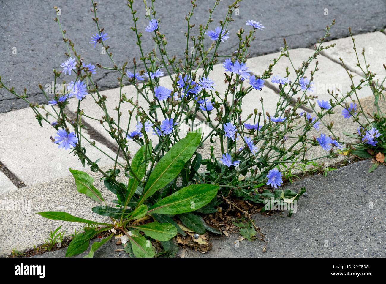 Flowering Blue Weed Common chicory on street sidewalk weed Czech ...