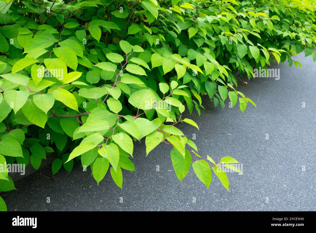 Dense bushy plant hi-res stock photography and images - Alamy