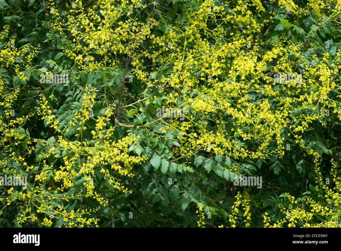 Yellow flowering Koelreuteria paniculata Golden Rain Tree Stock Photo - Alamy