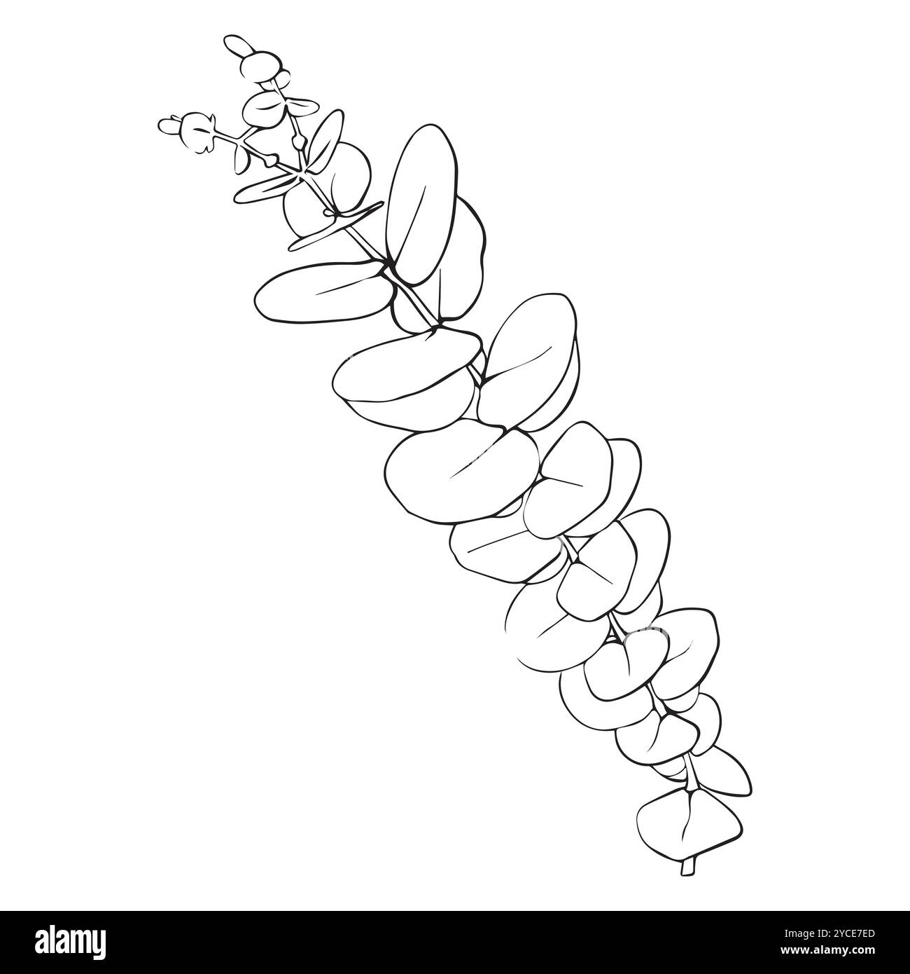 Eucalyptus linear drawing hi-res stock photography and images - Alamy