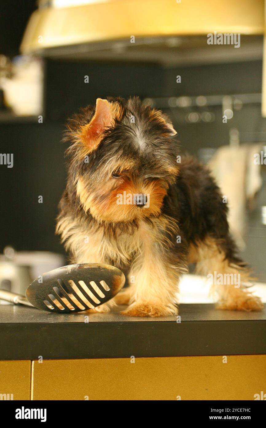 The Yorkshire Terrier inthe kitchen Stock Photo - Alamy