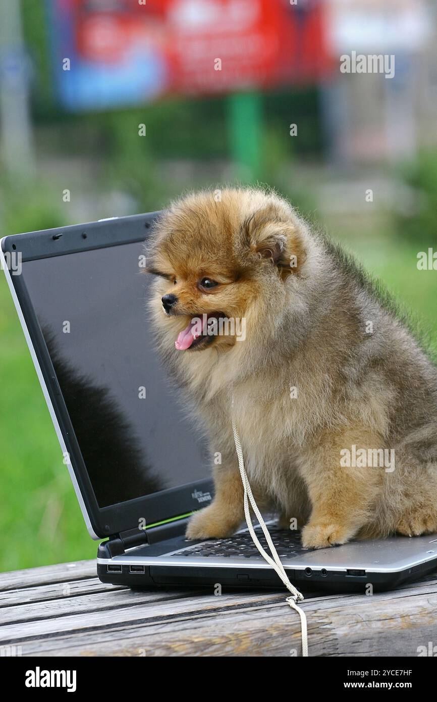 The Pomeranian (often known as a Pom) is a breed of dog of the Spitz ...