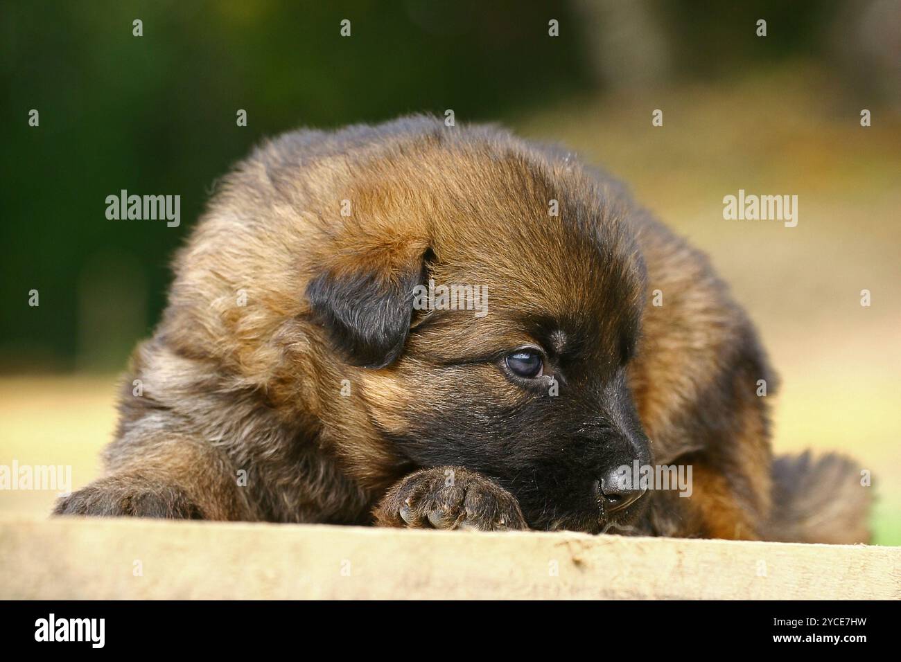 The German Shepherd Dog (GSD Stock Photo - Alamy