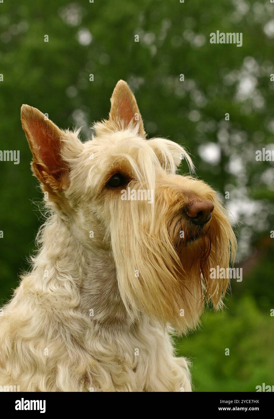 The Scottish Terrier (also known as the Aberdeen Terrier Stock Photo ...
