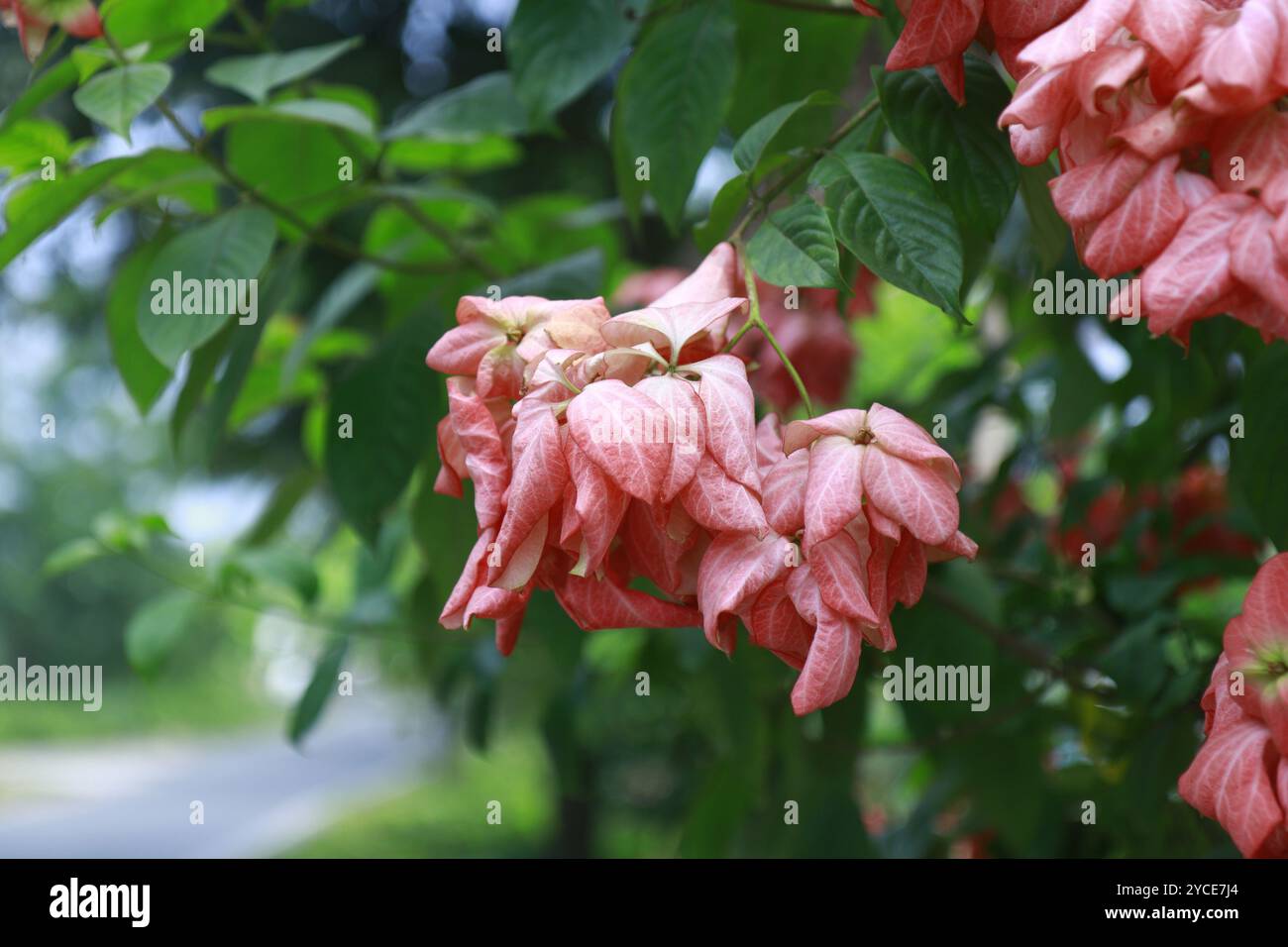 Flowers are the music of the ground from earth's lips spoken without ...