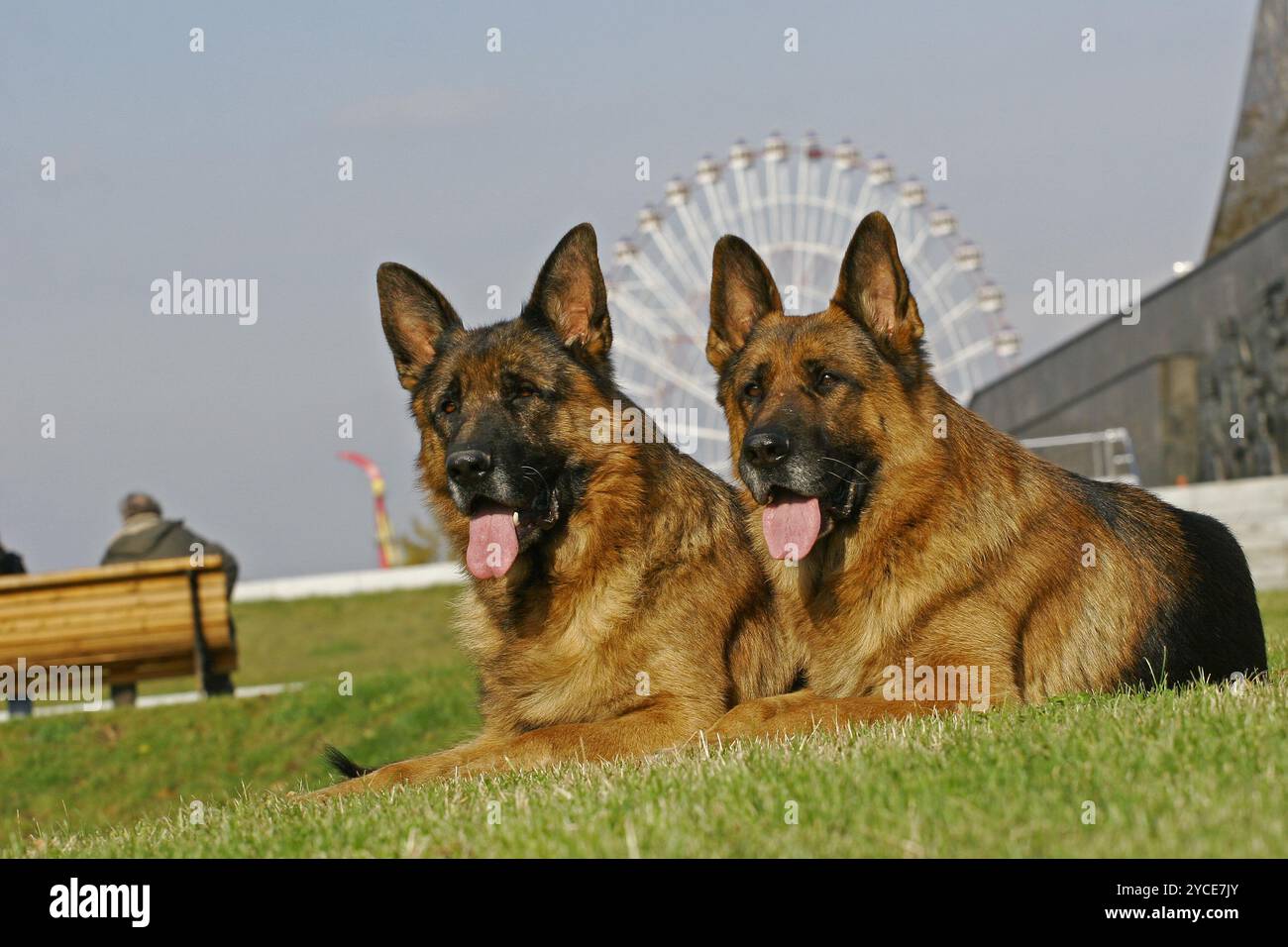 Two German shepherds Stock Photo - Alamy