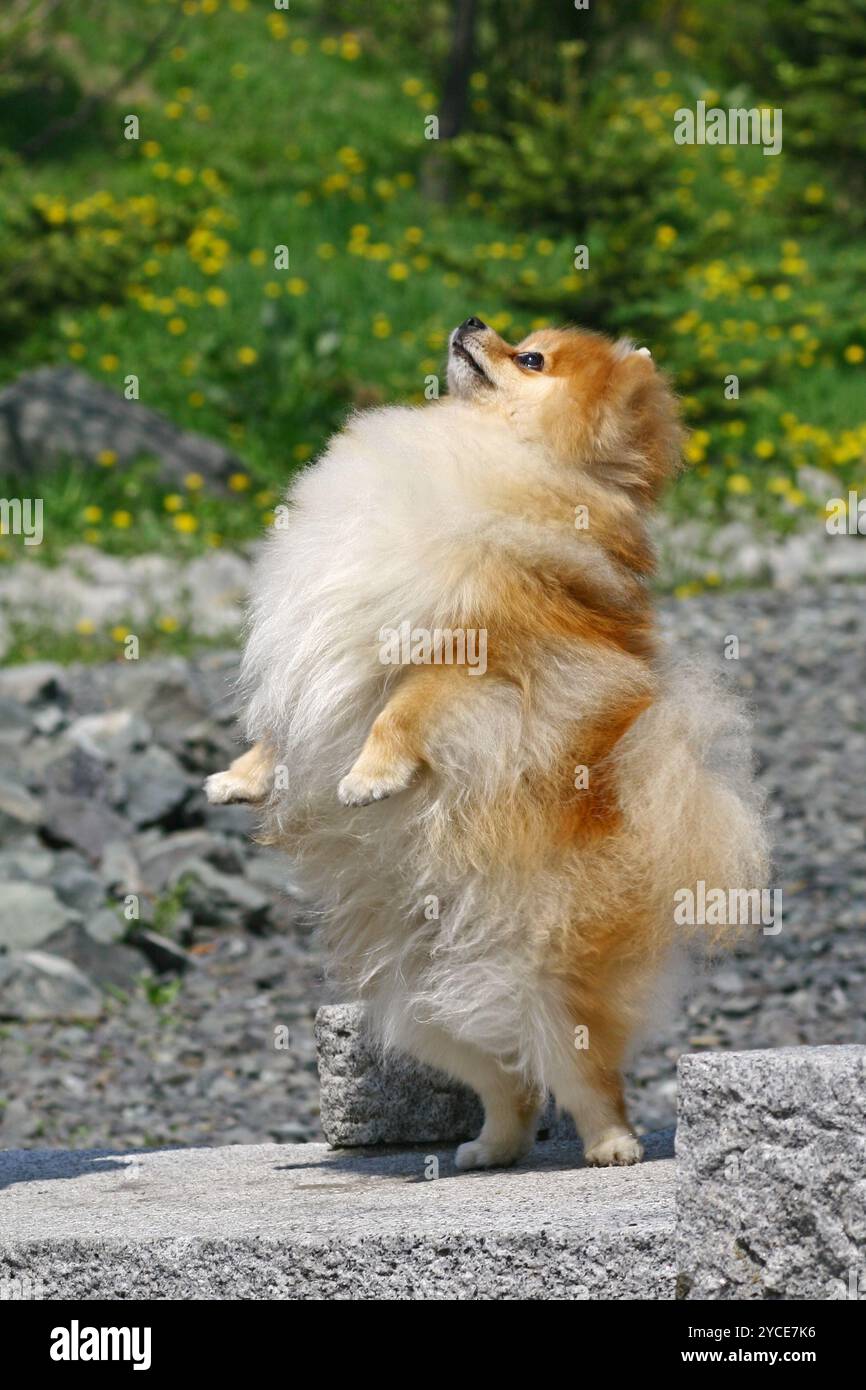 Pomeranian poodle hi-res stock photography and images - Alamy