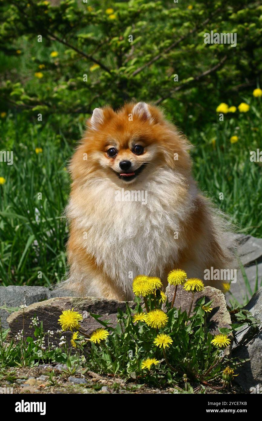 Pom pom poodle hi-res stock photography and images - Alamy