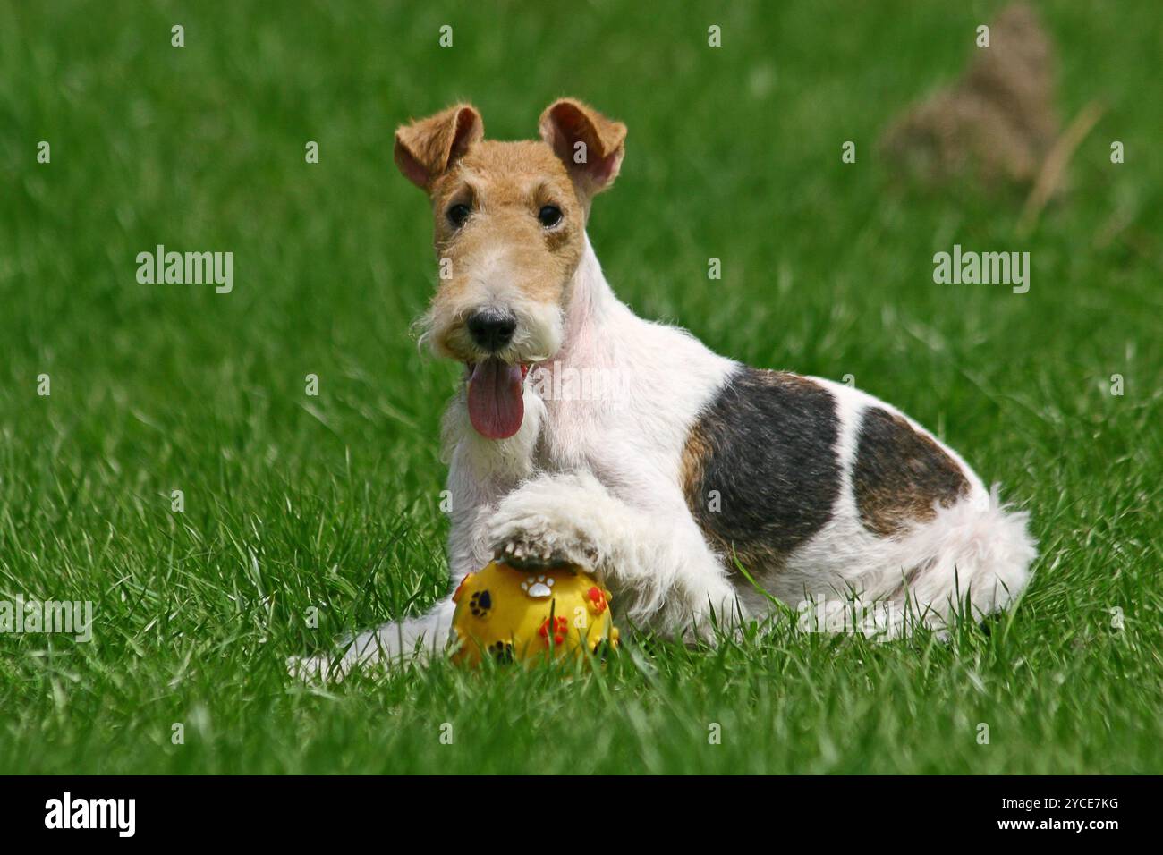 Wired image hi-res stock photography and images - Alamy