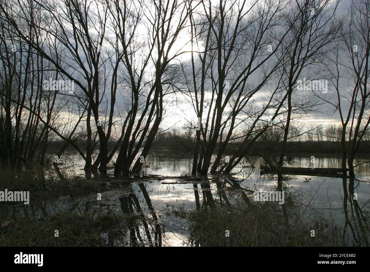 Swamp ecosystem hi-res stock photography and images - Alamy