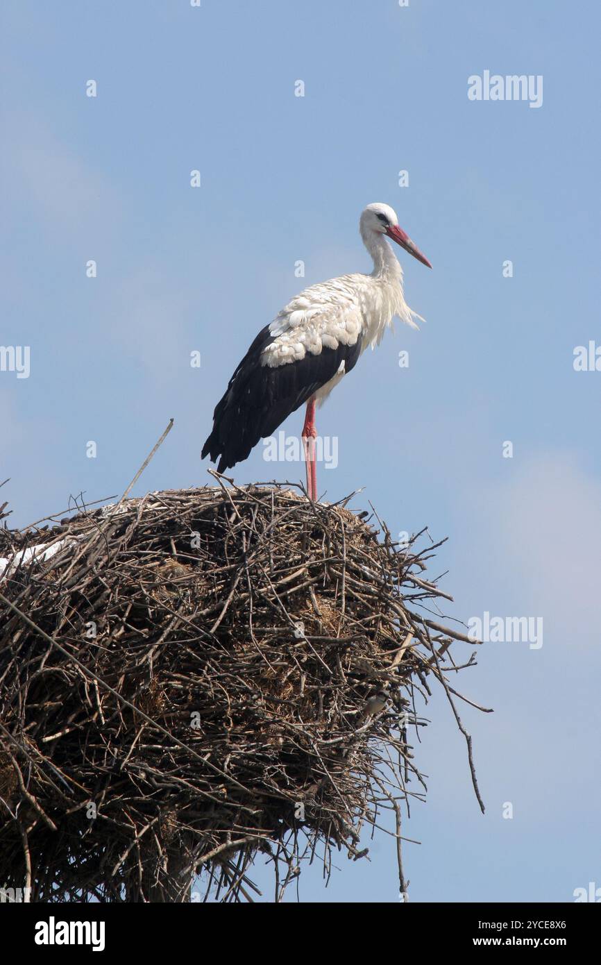 White stork center hi-res stock photography and images - Alamy