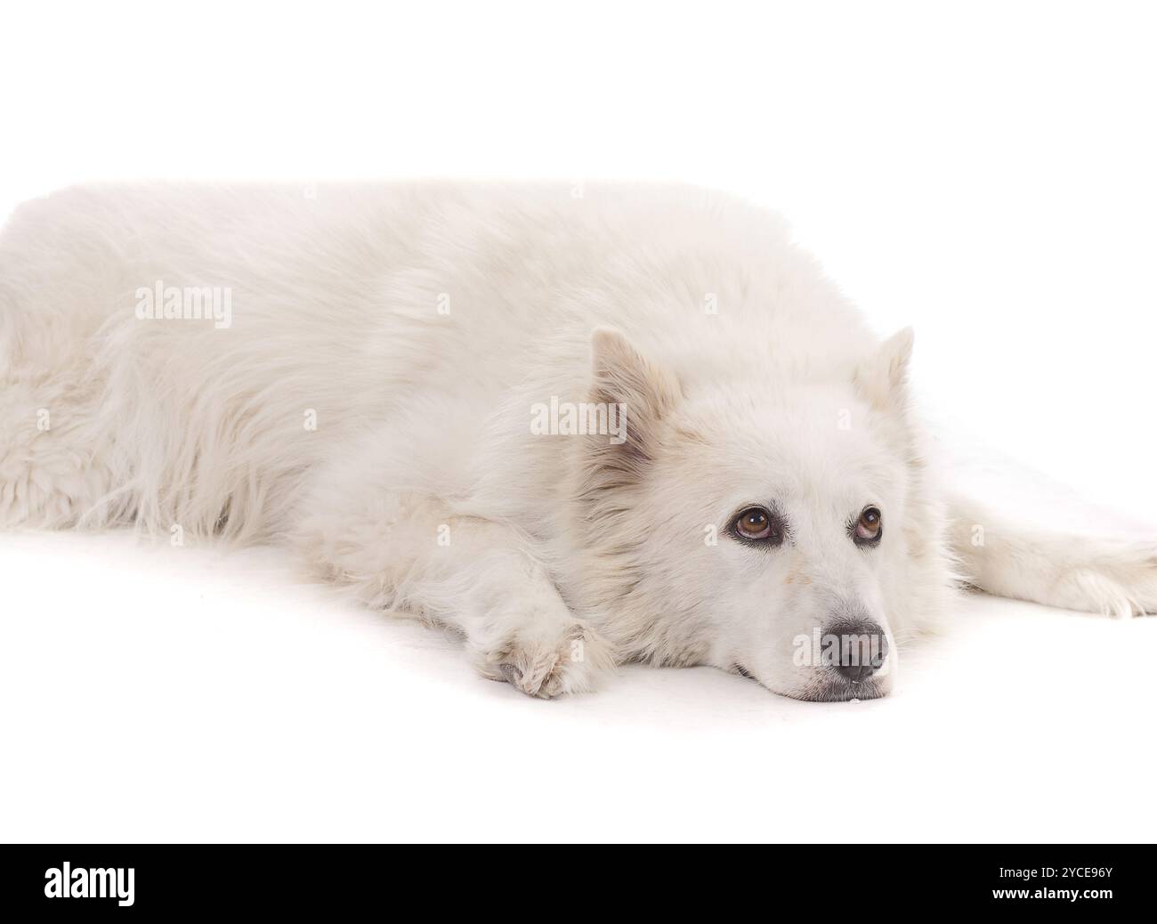 Aski dog hi-res stock photography and images - Alamy