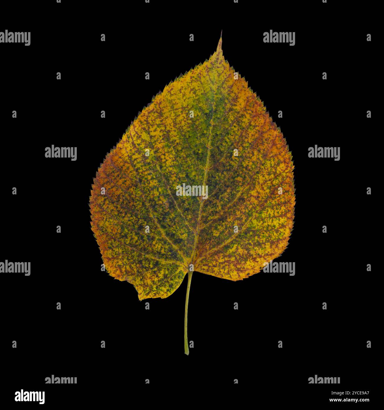 colorful autumnal poplar tree leaf isolated on black background Stock ...