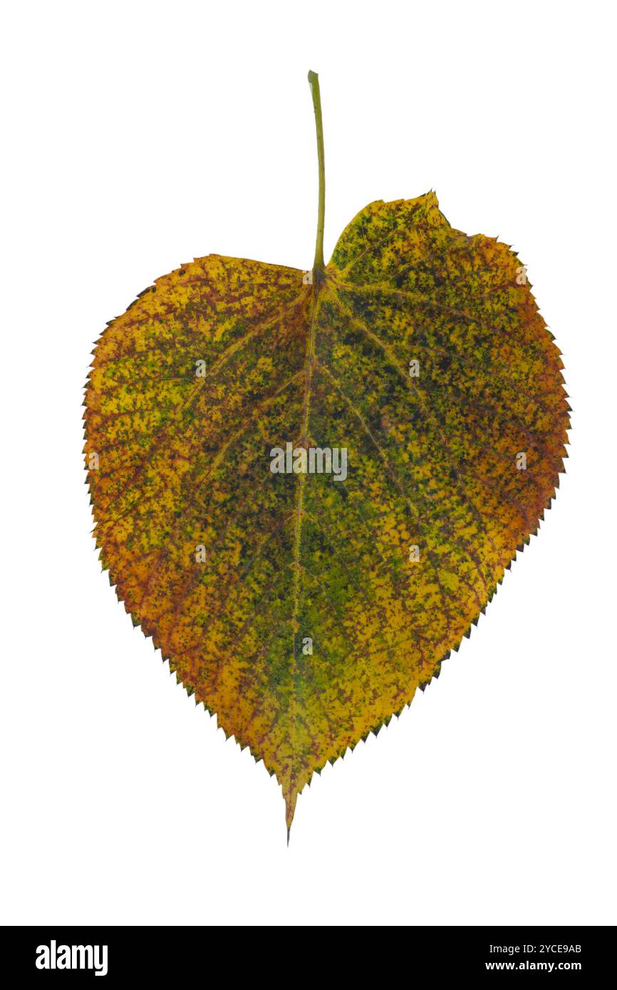 Poplar tree leaf hi-res stock photography and images - Alamy