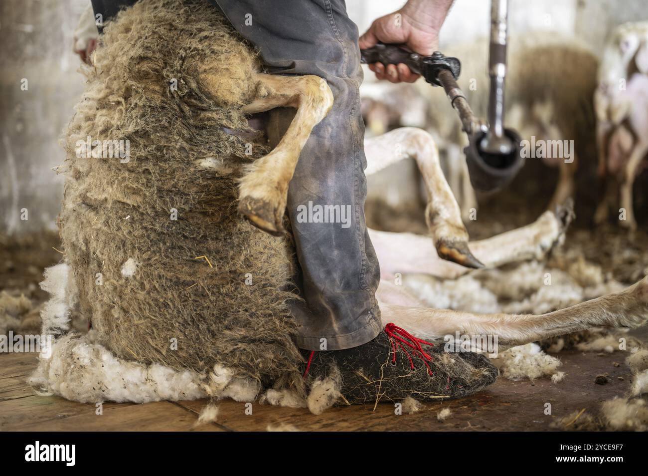 Sheep wool shearing by farmer. Shearing the wool from sheep Stock Photo ...