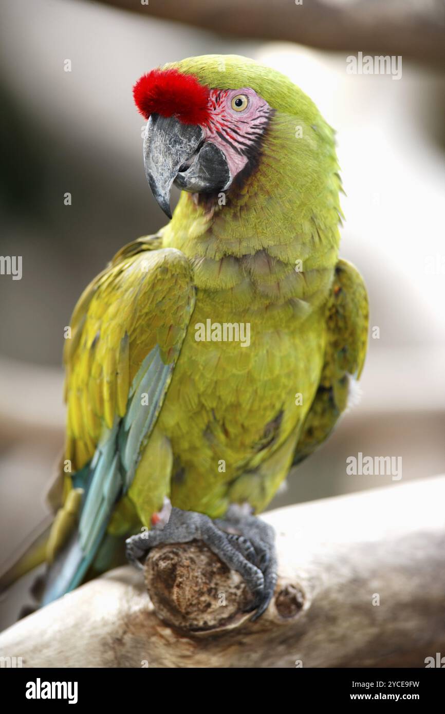 Sodate macaw (Ara militaris), tree, South America Stock Photo - Alamy