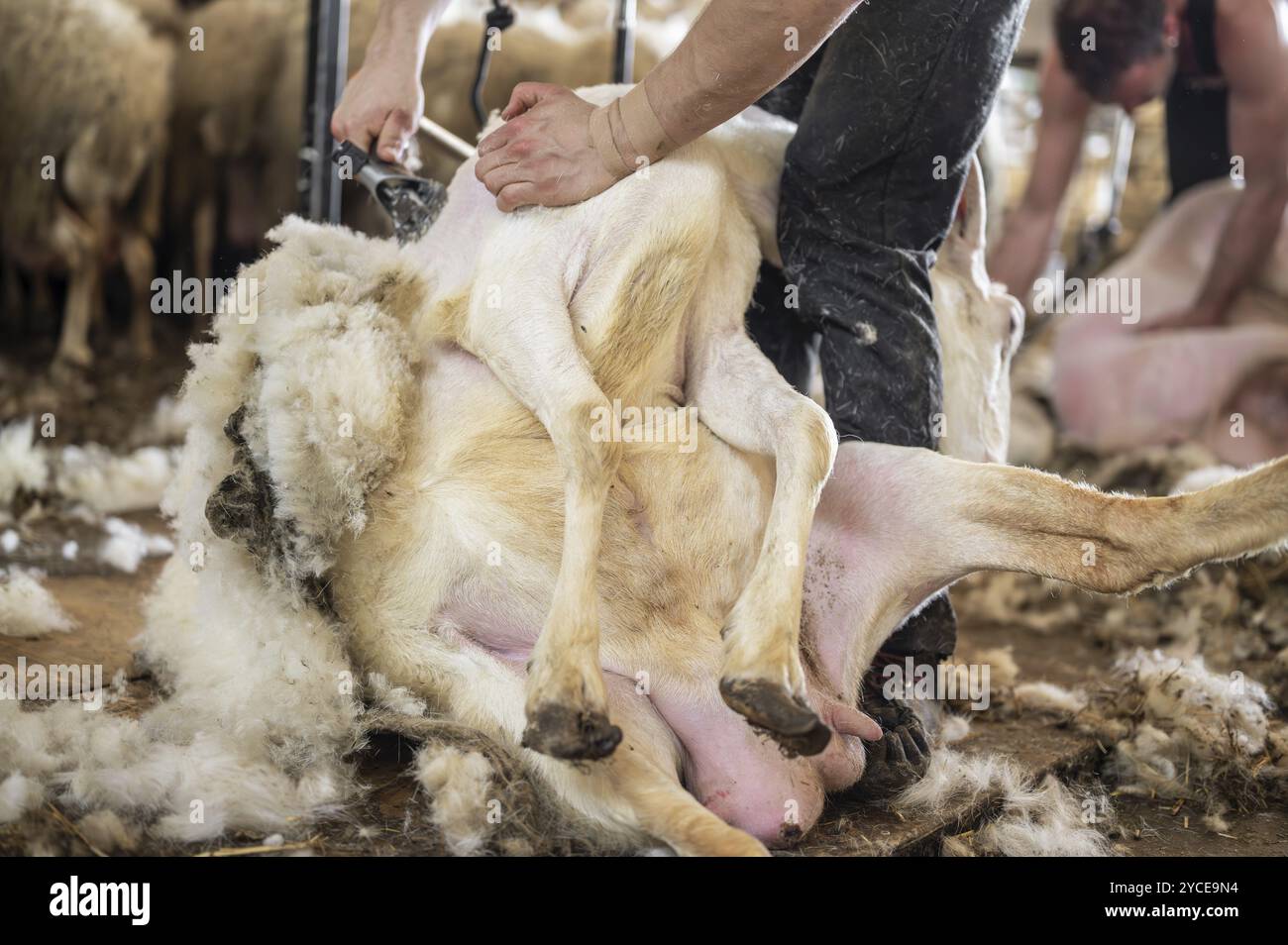 Sheep wool shearing by farmer. Shearing the wool from sheep Stock Photo ...