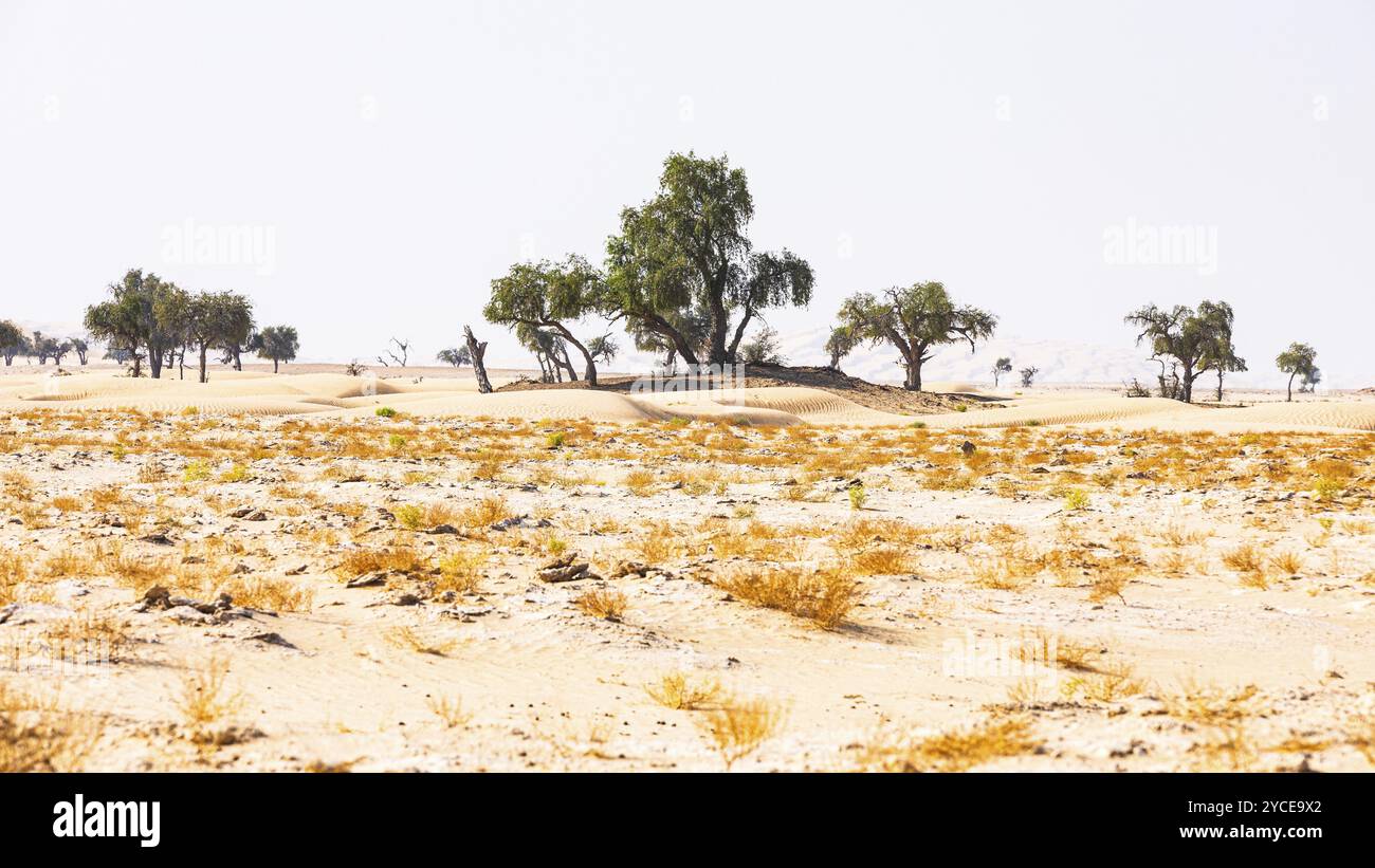 Trees in front of curving sand dunes, green vegetation in front, Rub al ...