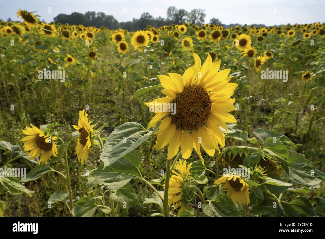 Flowering sunflowers (Helianthus annuus), sunflower field, North Rhine ...