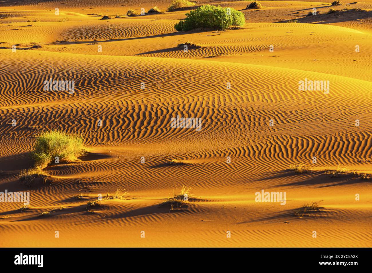 Wind-sculpted sand structure with green vegetation, in the Rub al Khali ...