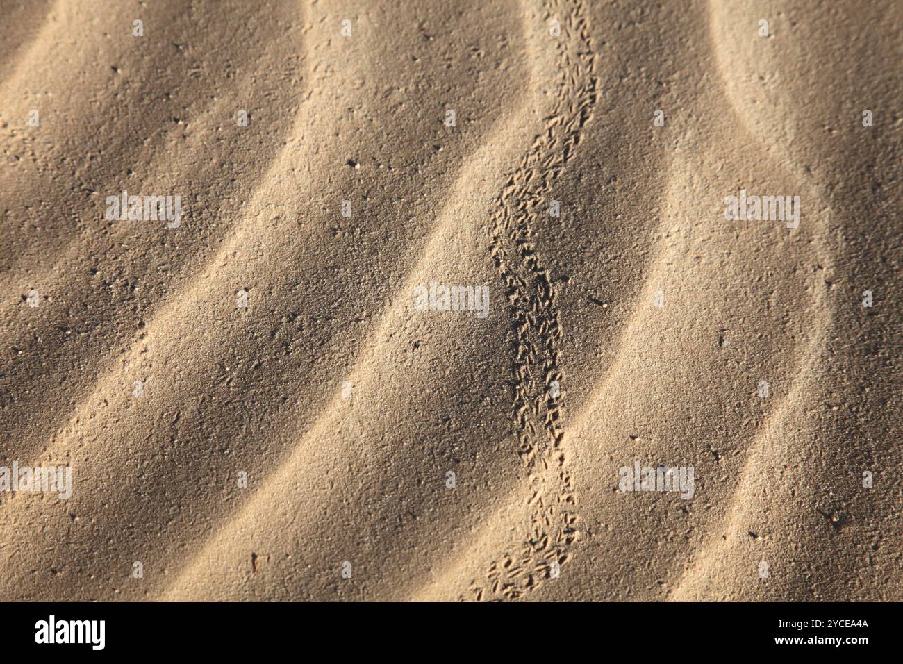 Wind textures on sand in Sahara Stock Photo - Alamy
