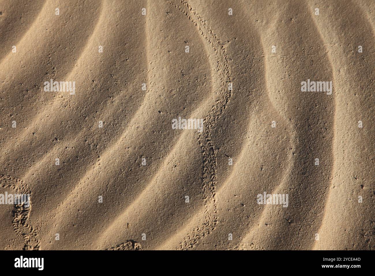 Wind textures on sand in Sahara Stock Photo - Alamy