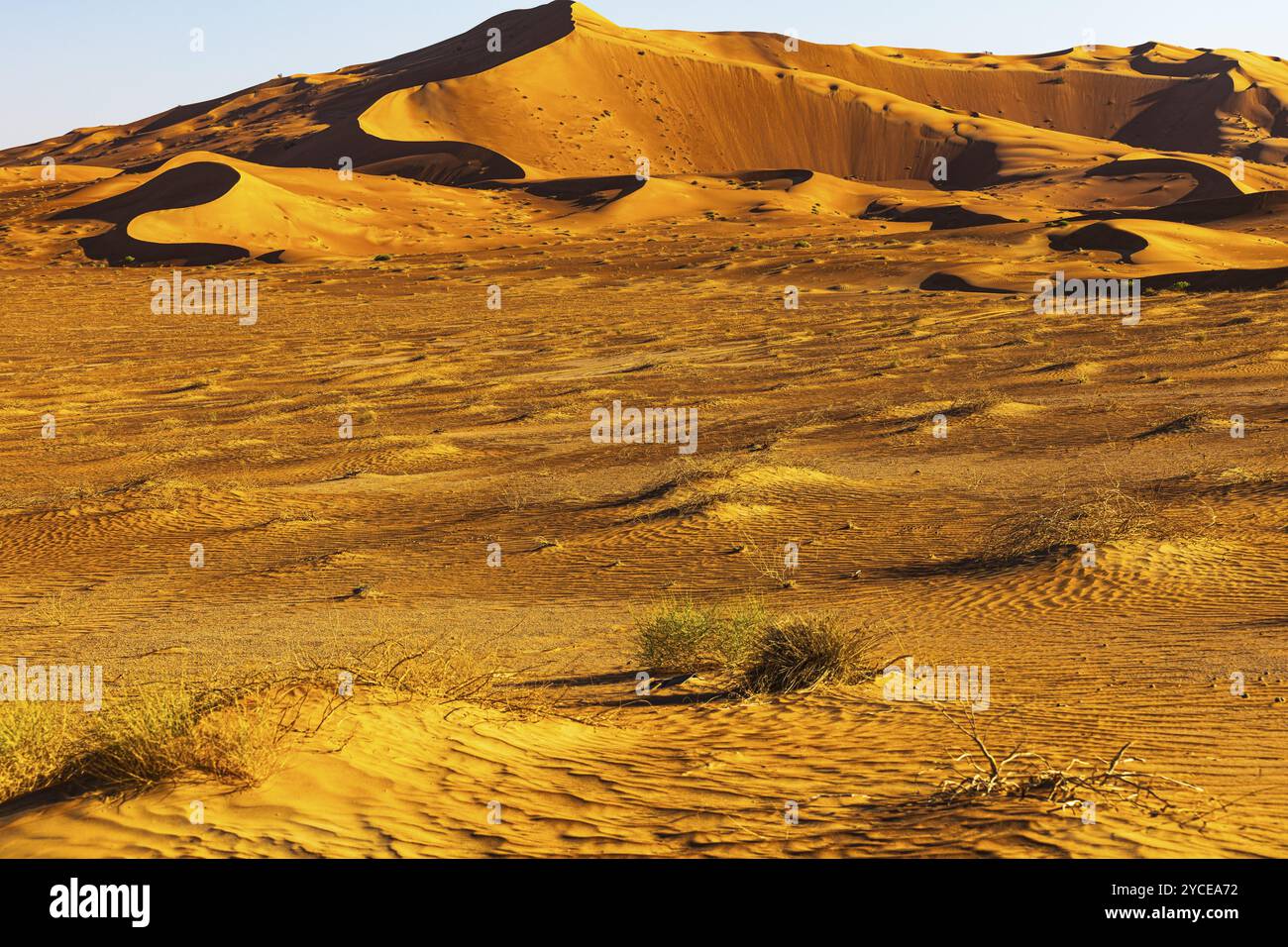 Wind-sculpted curved sand dunes in the evening light, in the Rub al ...