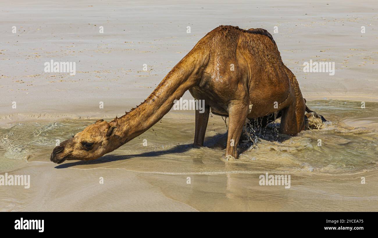 Camel (Camelidae) refreshing itself on the beach Fazayat of Al Hauta, Dhofar Province, Arabian ...