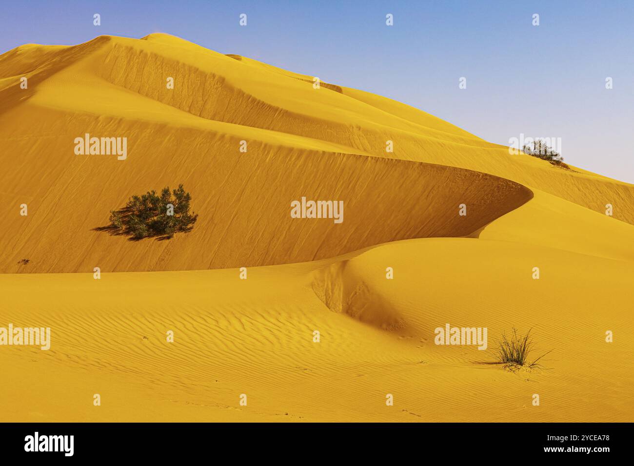 Wind-sculpted curved sand dunes with green vegetation, in the Rub al ...
