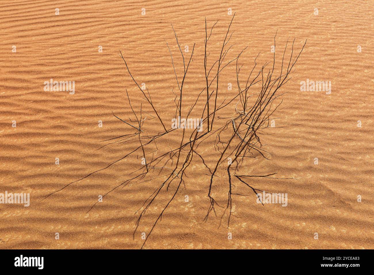 Sand structure formed by the wind, with dead shrub in the Rub al Khali ...