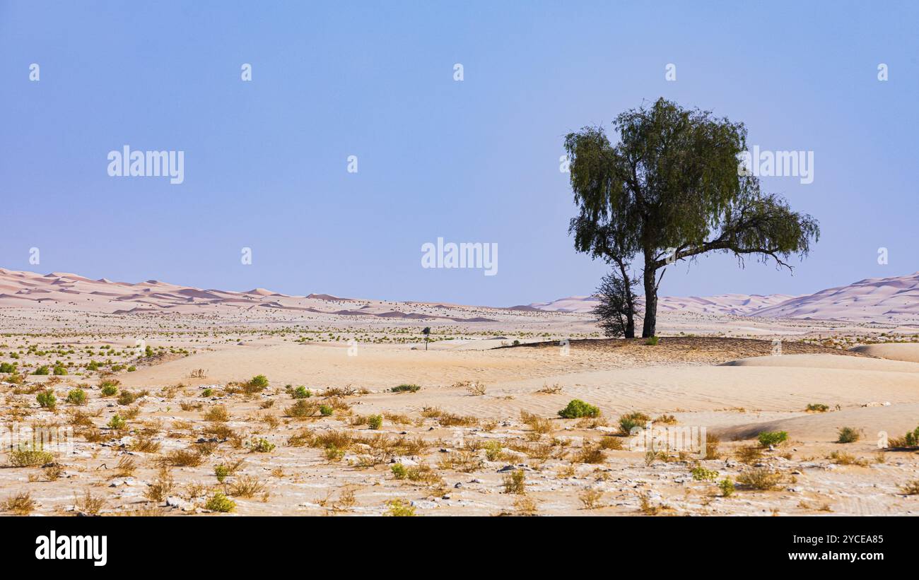 Green tree in a plain of the Rub al Khali desert, Dhofar province ...