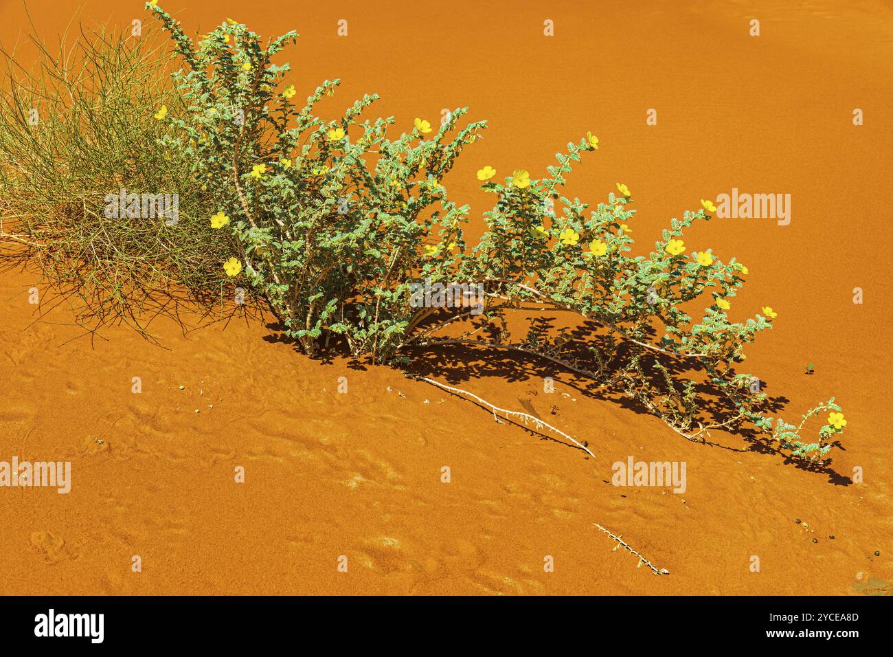 Plants with yellow flowers grow in the sand dunes of the Rub al Khali ...