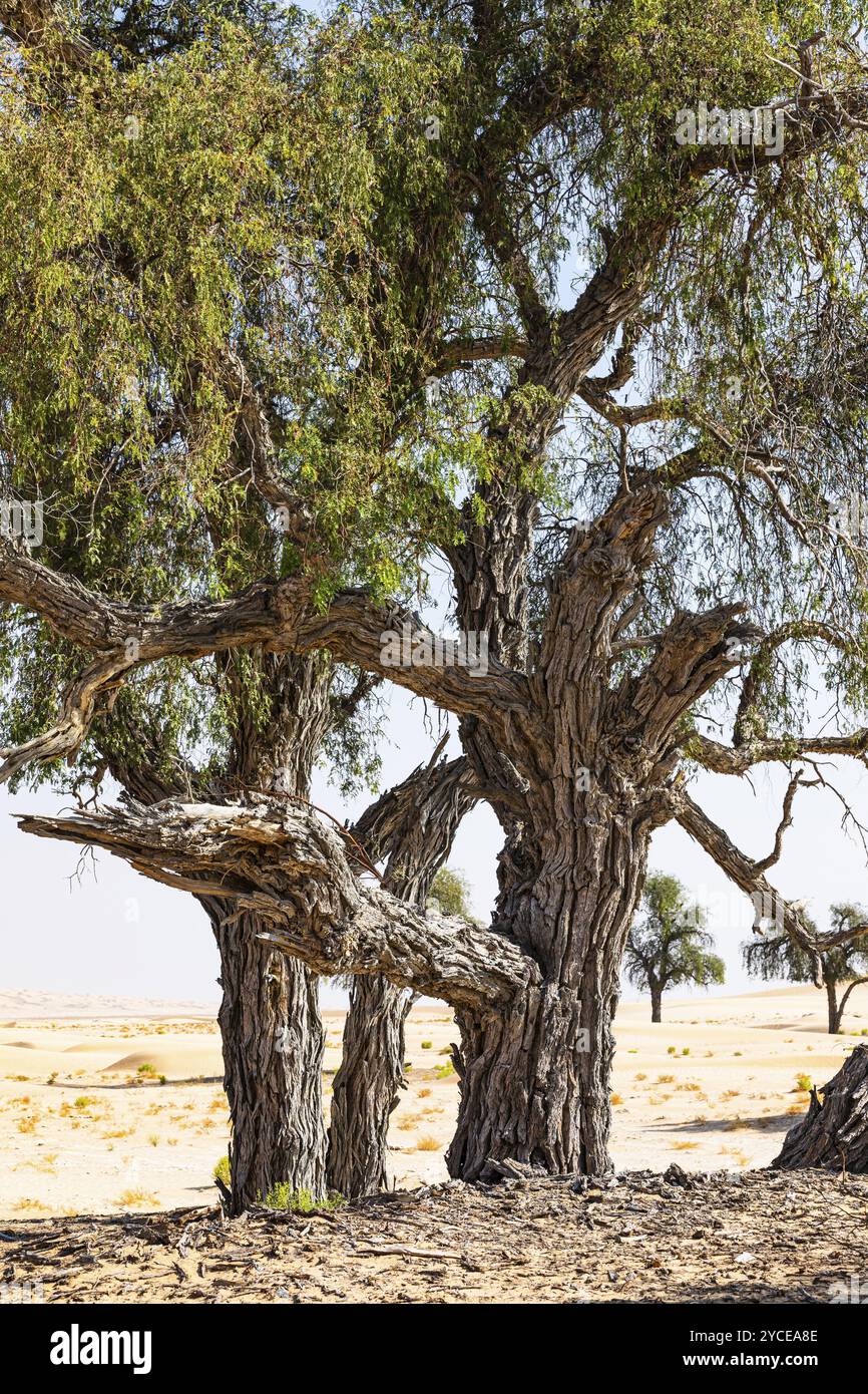 Trees with gnarled bark in a sandy plain of the Rub al Khali desert ...