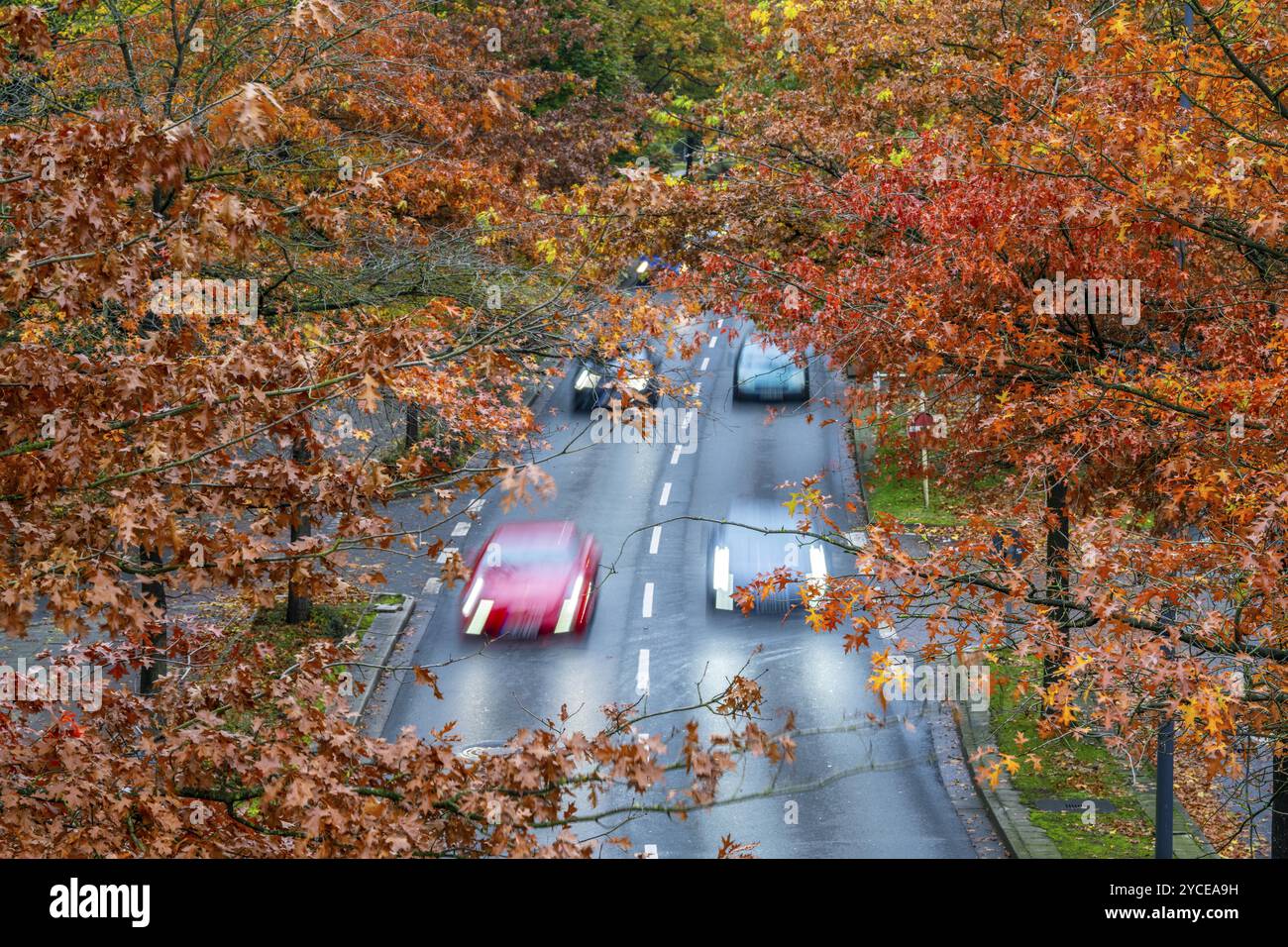 Autumn, road traffic, inner-city, trees in autumnal colours line a 4 ...