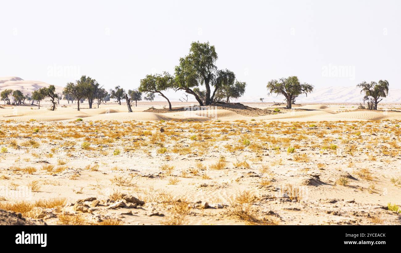 Trees in front of sand dunes, green vegetation in front, Rub al Khali ...