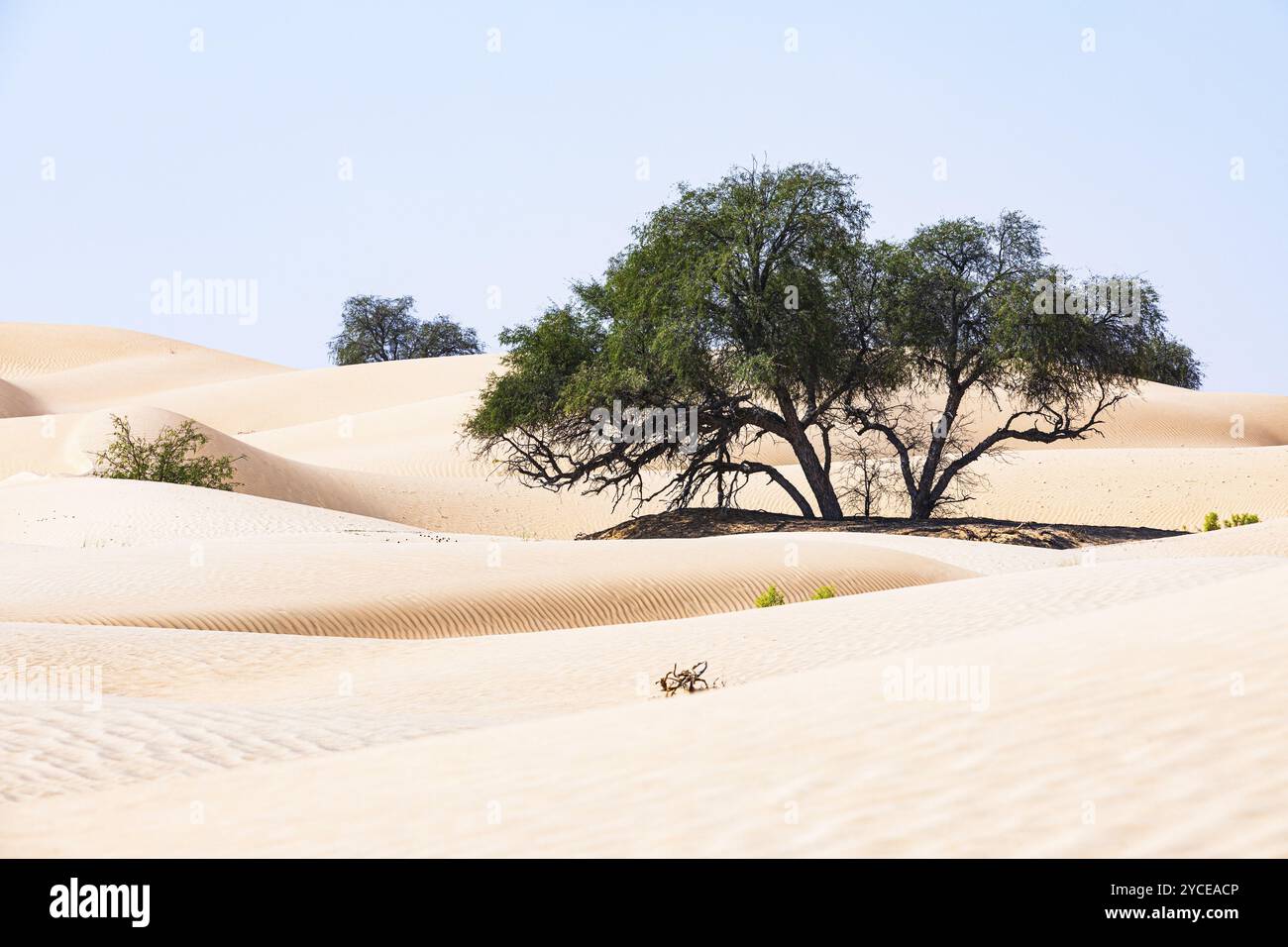 Trees in the sand dunes, Rub al Khali desert, Dhofar province, Arabian ...