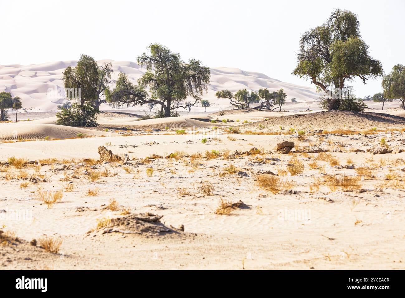 Trees in front of sand dunes, rocks and green vegetation, Rub al Khali ...