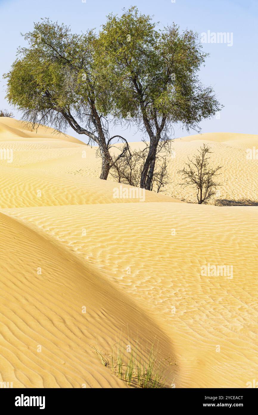 Trees in the sand dunes, Rub al Khali desert, Dhofar province, Arabian ...