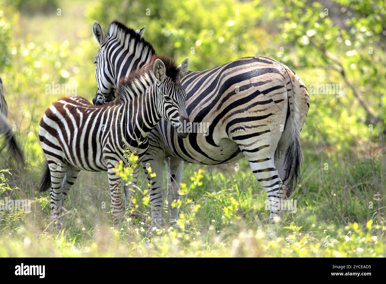 Burchell's zebra, (Equus quagga burchelli), Burchell's zebra, adult ...