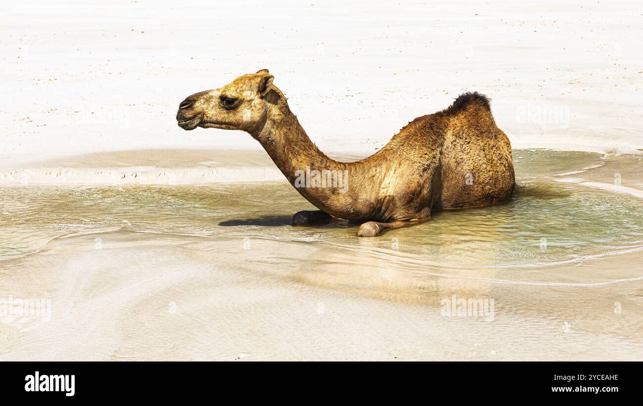Camel (Camelidae) refreshing itself on the beach Fazayat of Al Hauta, Dhofar Province, Arabian ...