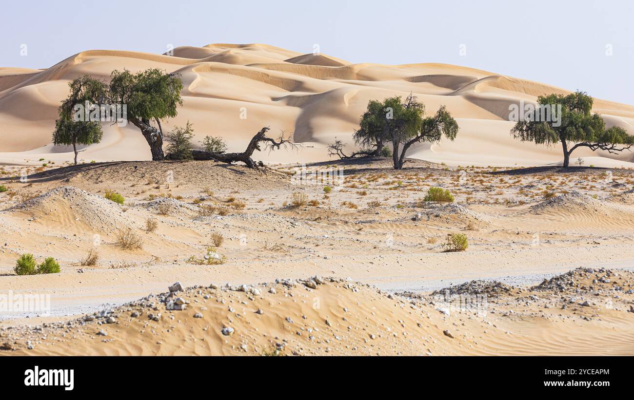Trees in front of sand dunes, Rub al Khali desert, Dhofar province ...