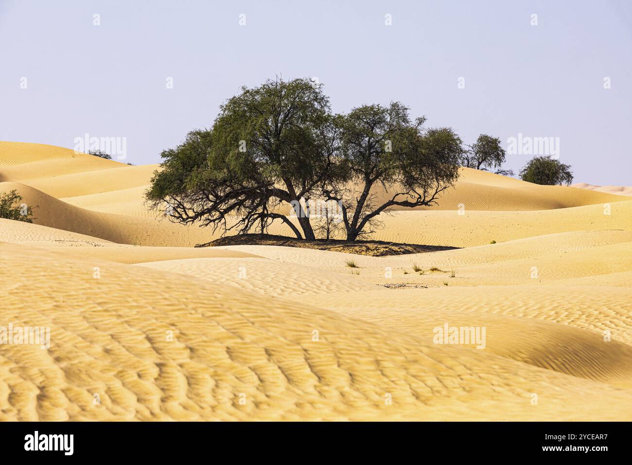 Trees in the sand dunes, Rub al Khali desert, Dhofar province, Arabian ...