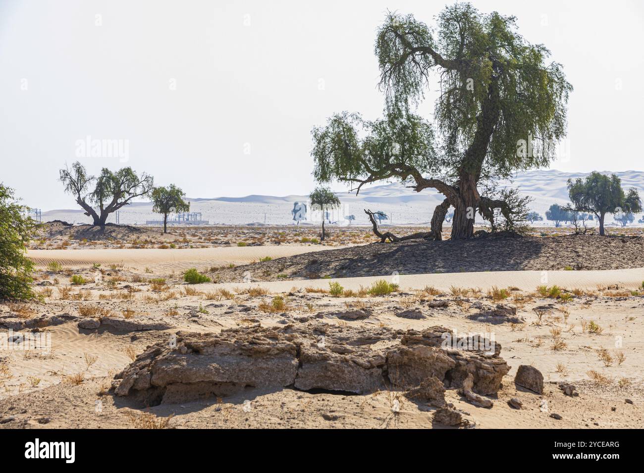 Trees in front of sand dunes, rocks and green vegetation, Rub al Khali ...