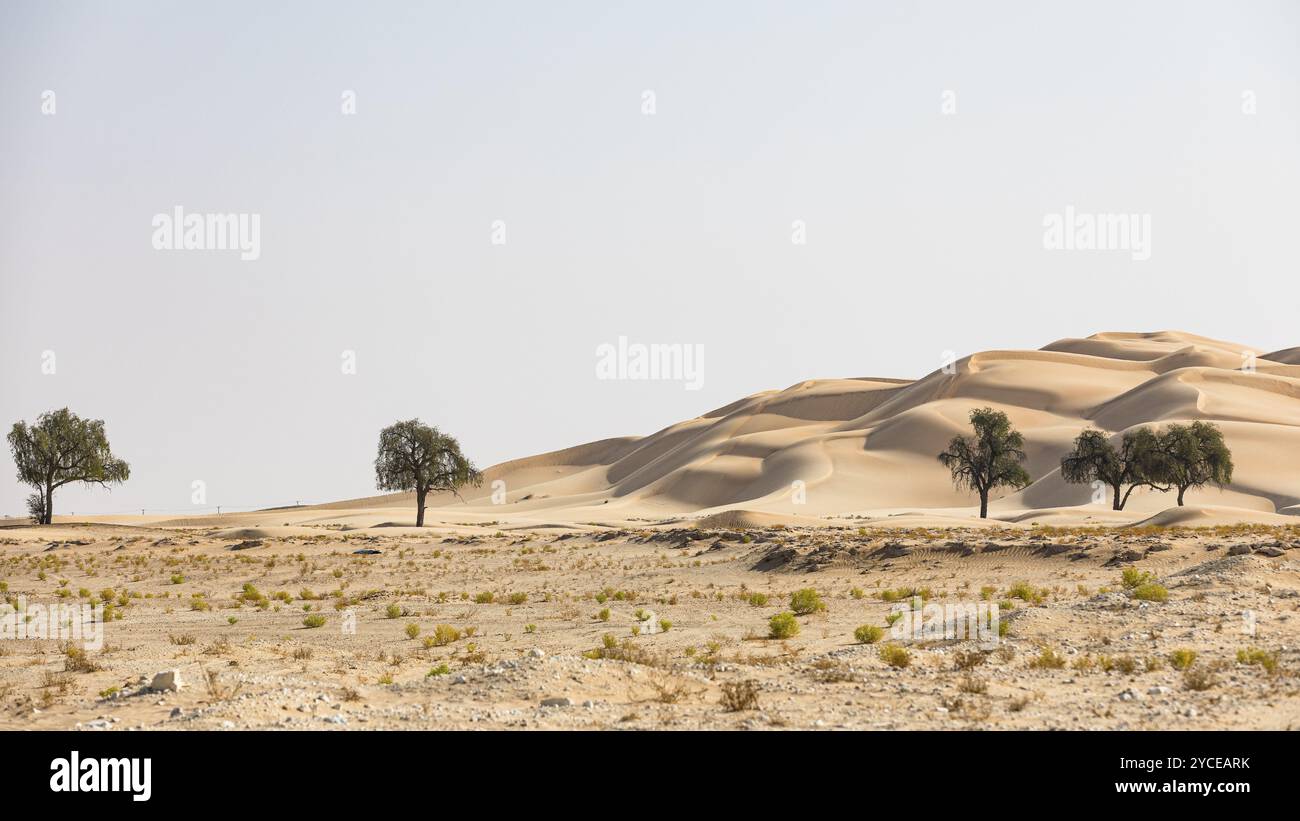 Trees in front of curving sand dunes, green vegetation in front, Rub al ...
