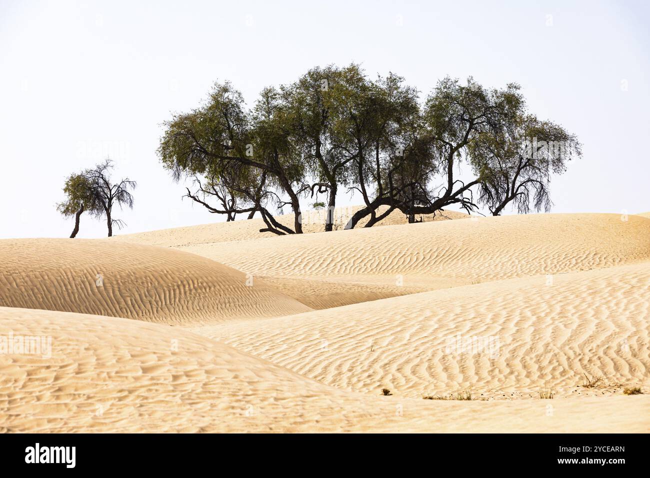 Trees in the sand dunes, Rub al Khali desert, Dhofar province, Arabian ...