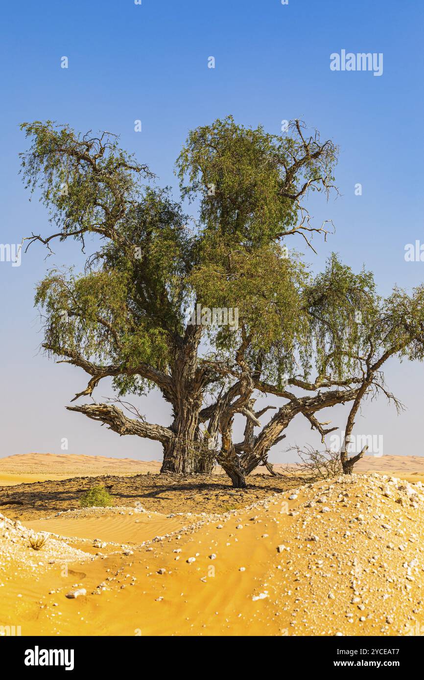 Trees with gnarled bark in a sandy plain of the Rub al Khali desert ...