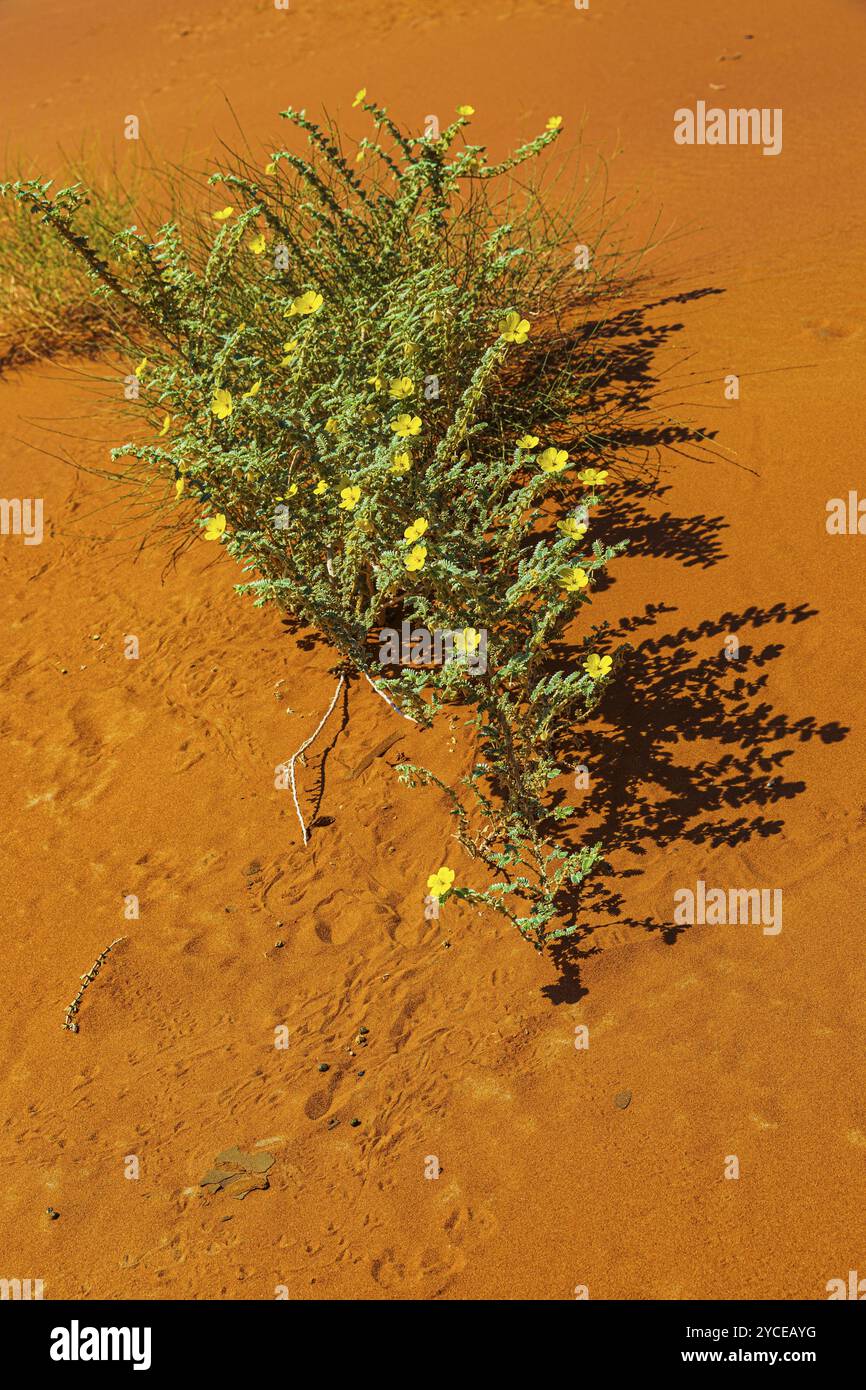 Plants with yellow flowers grow in the sand dunes of the Rub al Khali ...