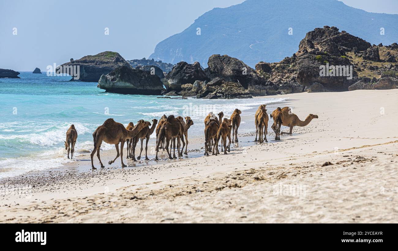 Camels (Camelidae) on the Fazayat beach of Al Hauta, Dhofar Province ...
