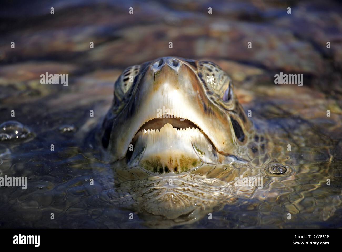 Green turtle (Chelonia mydas), green turtle, adult, in water, swimming ...