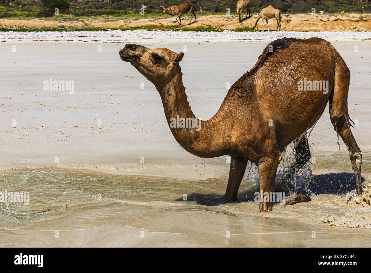 Camel (Camelidae) refreshing itself on the beach Fazayat of Al Hauta ...